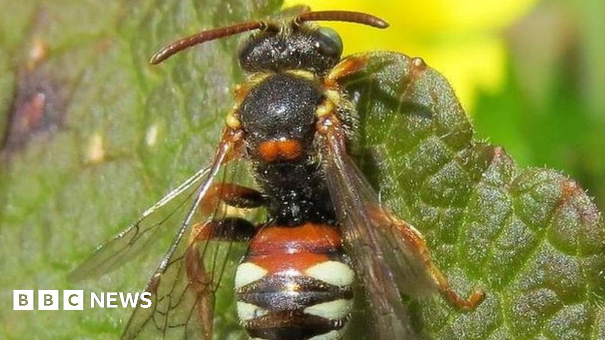 Trust's bid to expand habitat for rare bee in Cornwall - BBC News