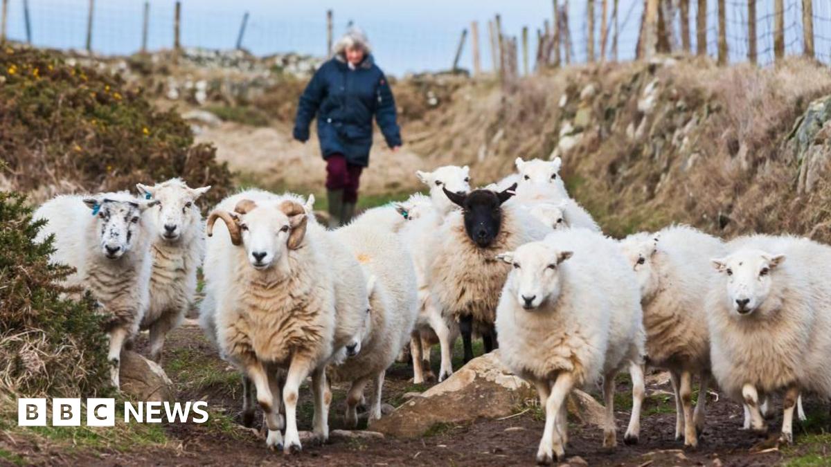 Details of Sustainable Farming Scheme for Wales unveiled - BBC News