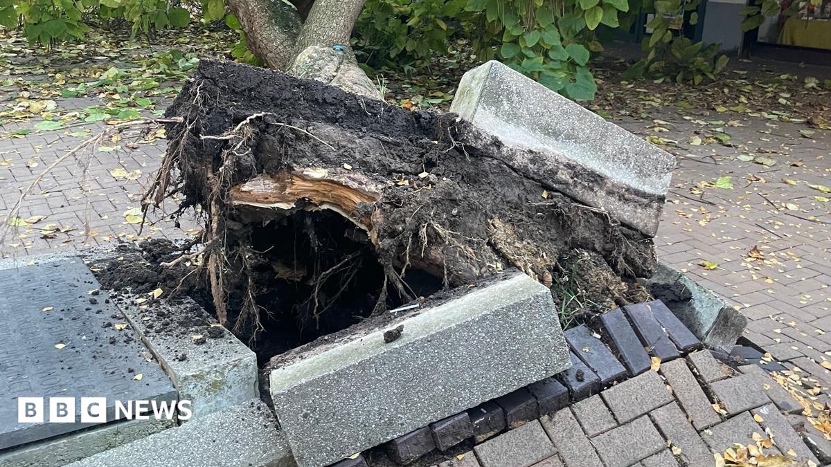 Toppled tree rips up pavement in Swindon shopping centre - BBC News