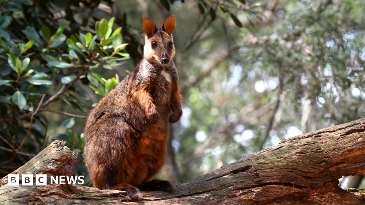 Australia fires: 113 animal species 'need emergency help' - BBC News
