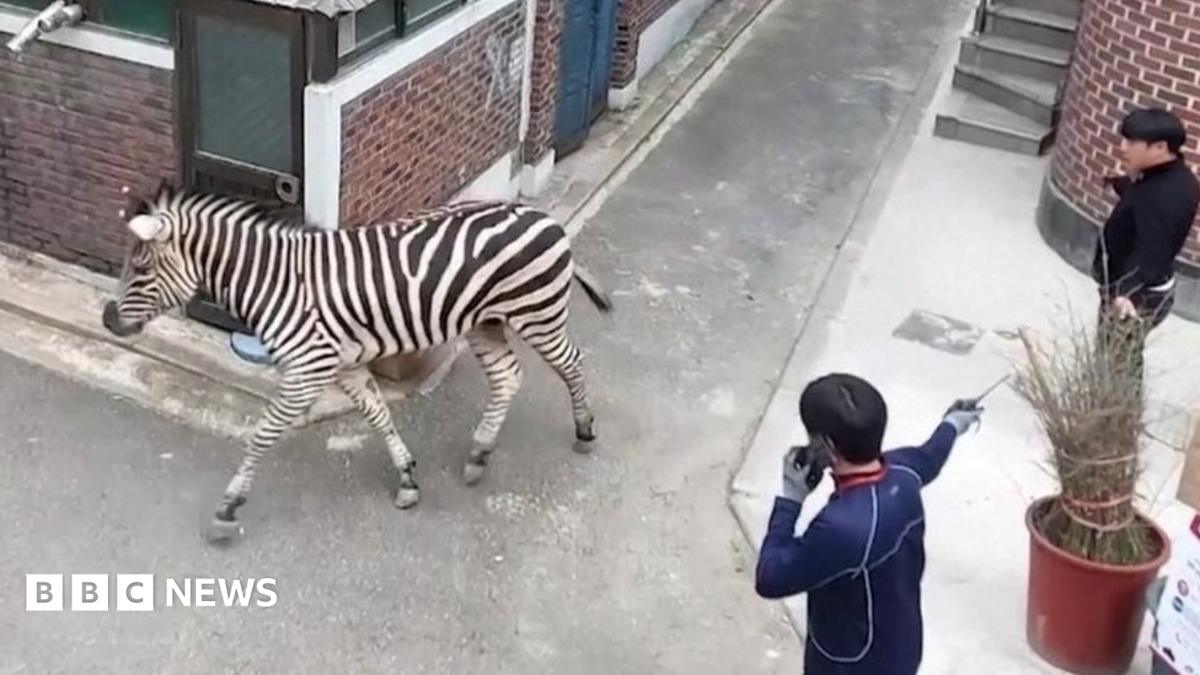 Seoul zebra escape: Animal back at zoo after hours on the loose - BBC News