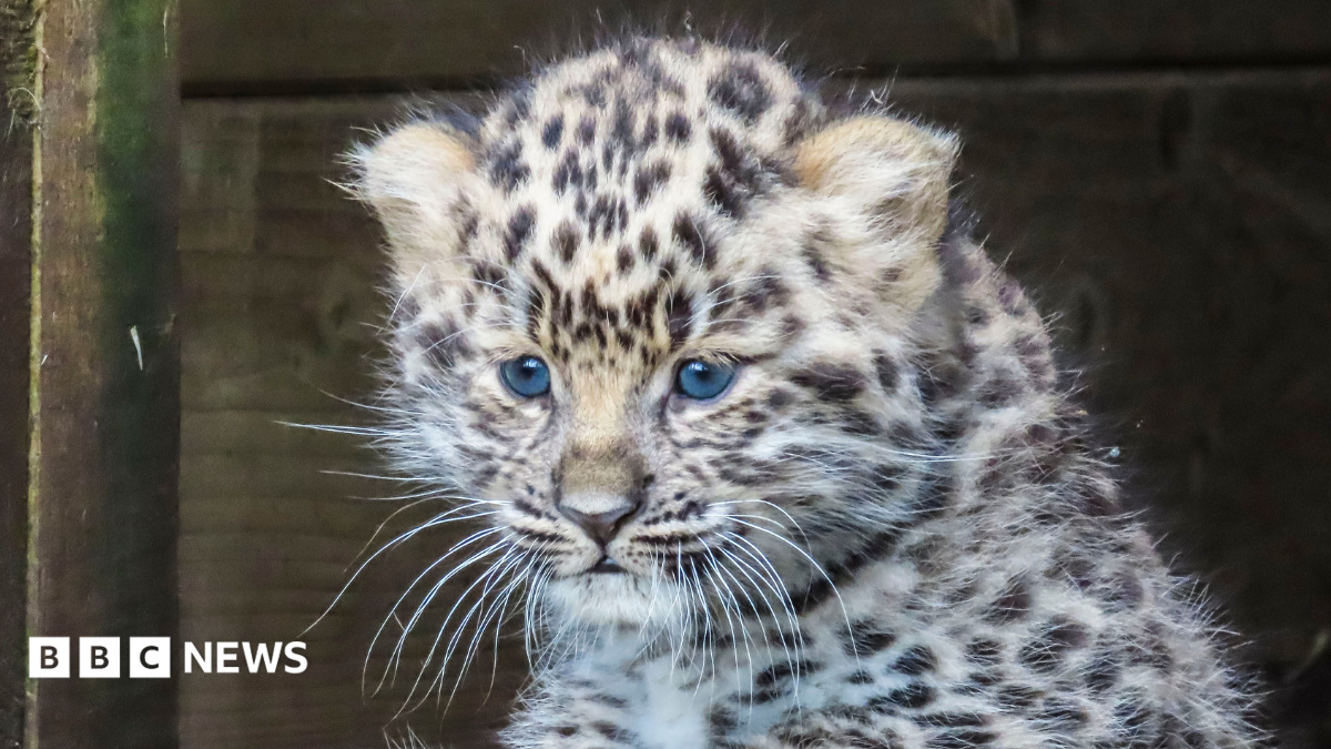 Rare Amur leopard cub born at Dartmoor Zoo is named - BBC News