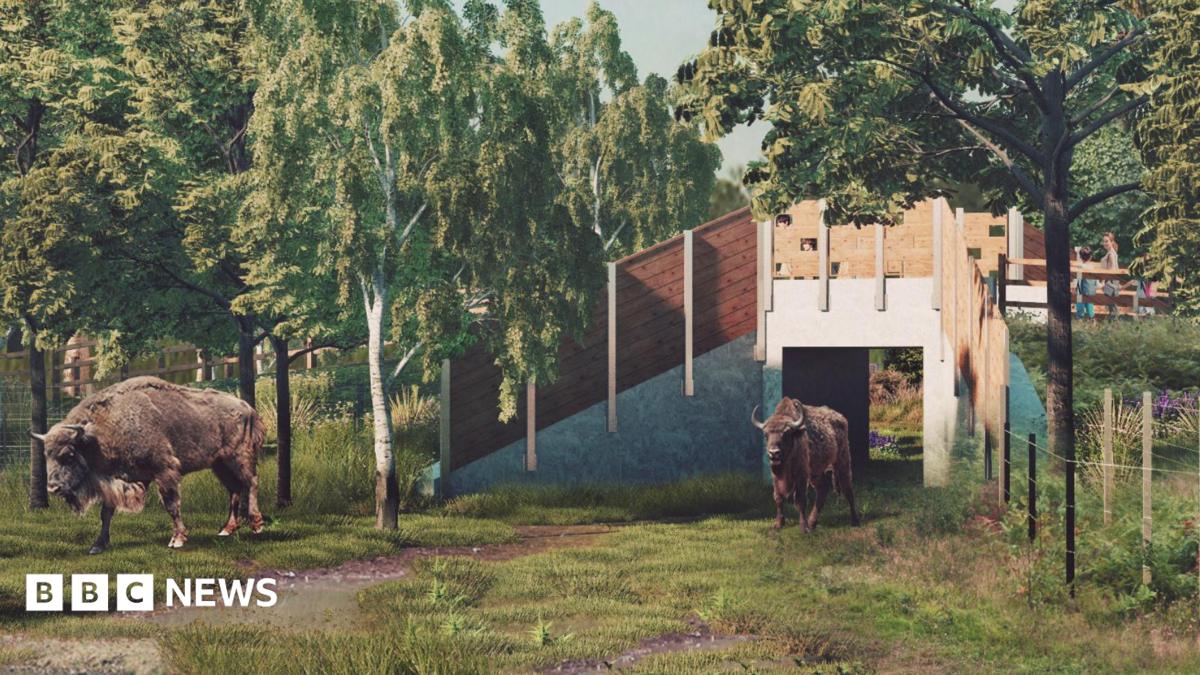 Kent bison: Bridges to give aerial views of roaming animals - BBC News