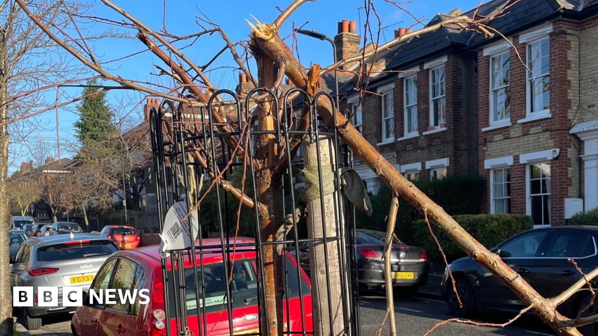 Hackney: Plea for doorbell footage after tree attacks - BBC News