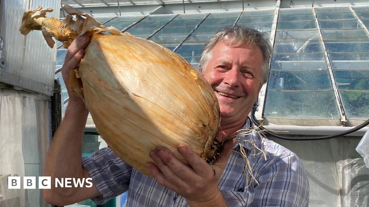 Giant onion in line for world record - BBC News