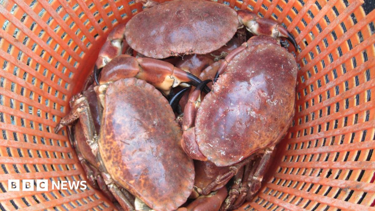 Plan to downgrade sustainability of Cornish brown crab - BBC News