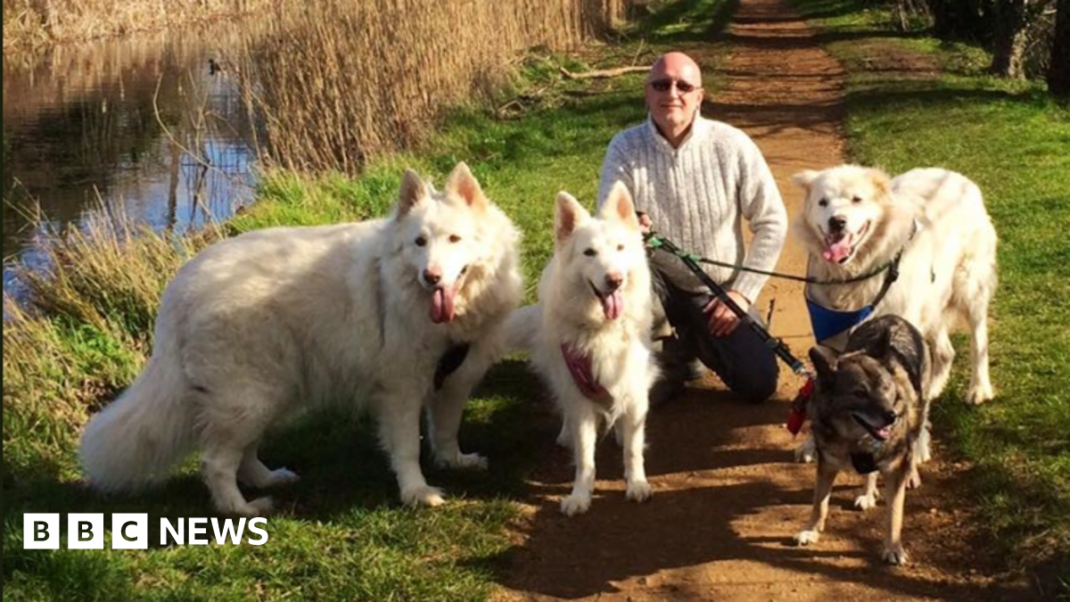 Disabled dog charity say all dogs need a 'forever home' - BBC News