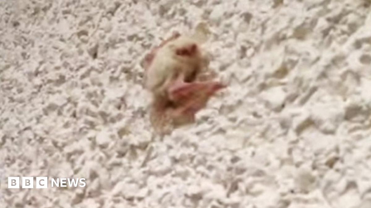 Rare albino bat spotted in Angus - BBC News