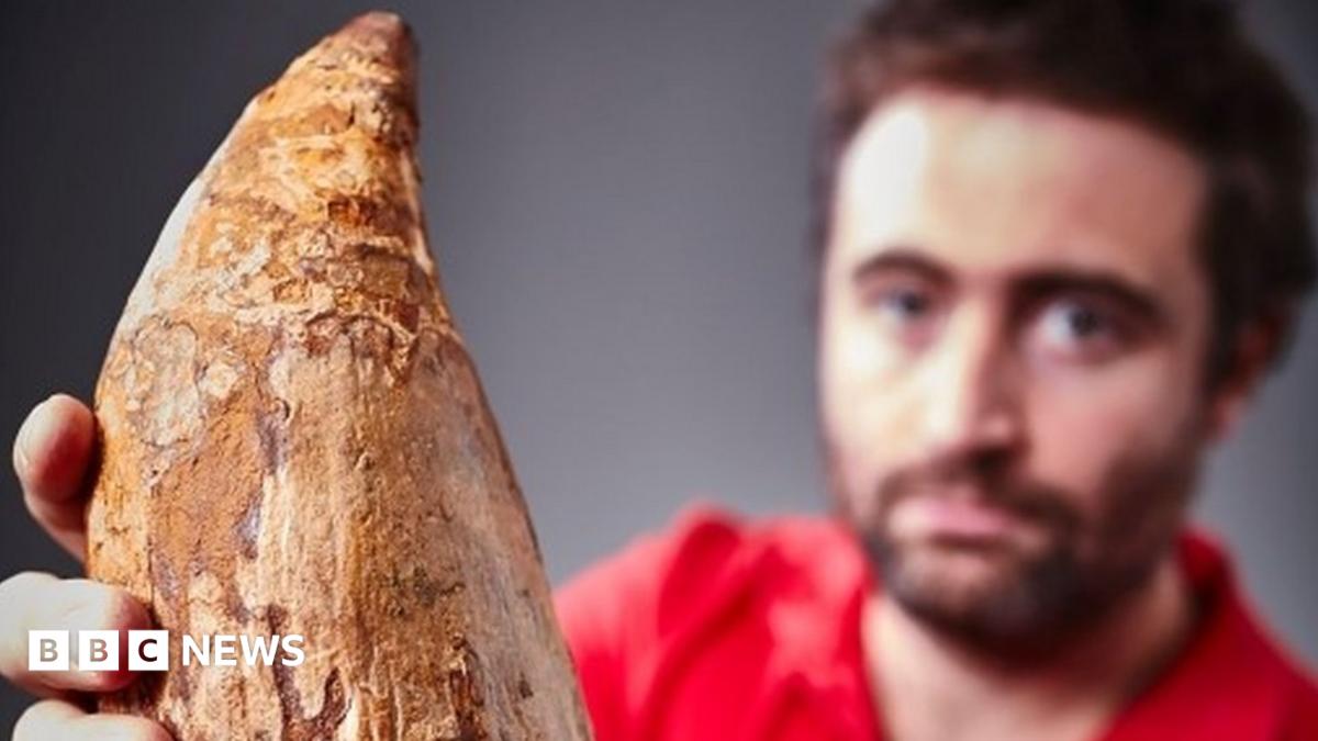 Ancient tooth shows giant 'killer' whales lived outside Americas - BBC News