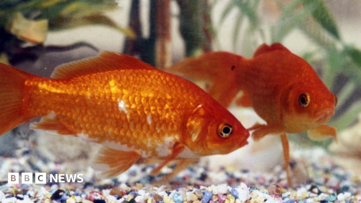 Is it time to bid farewell to fairground goldfish? - BBC News