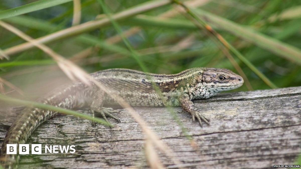 Slievenacloy Nature Reserve lizards adapt for NI climate - BBC News