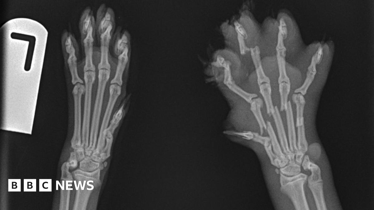 Cat put down after trap breaks bones in paw - BBC News
