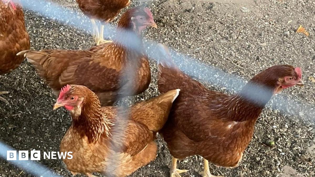 Bird flu cases confirmed in Suffolk and Essex - BBC News