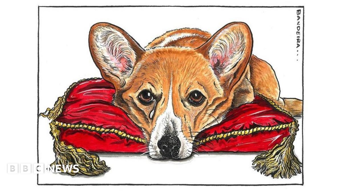Harrogate illustrator's crying corgi image goes viral - BBC News