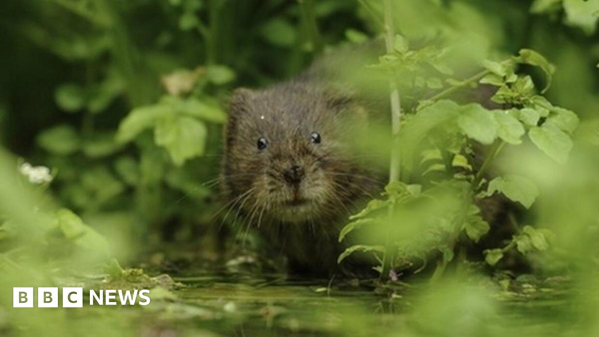 Hertfordshire: Water voles thrive along River Ver after reintroduction ...