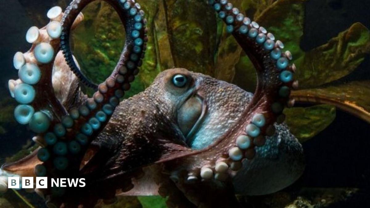 Clever octopus: Inky's mates have got previous - BBC News