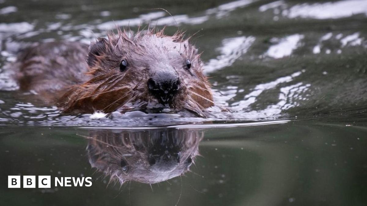 Beavers 'could be back in Northamptonshire in October' - BBC News