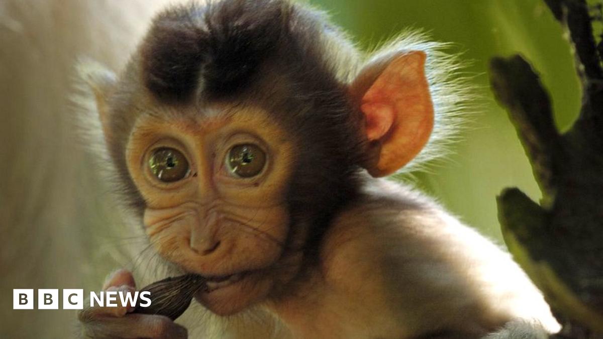 Mammals battle for life in new David Attenborough series - BBC News