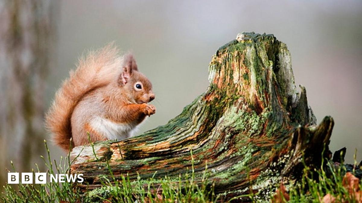 Anglesey red squirrel deaths virus investigation - BBC News