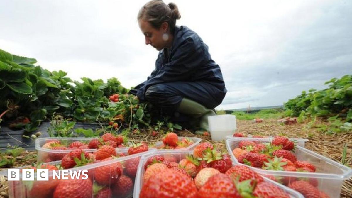 UK farms must grow more fruit and veg for food security - BBC News