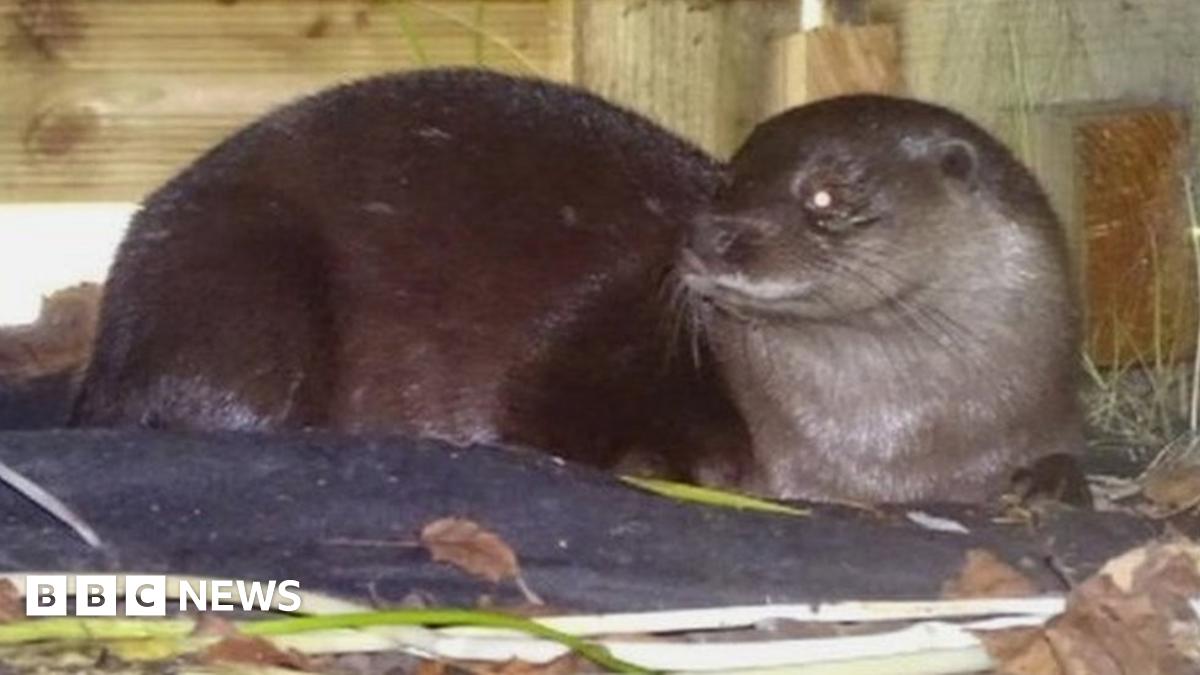 Otter surprise as creature strays into suburban garden - BBC News