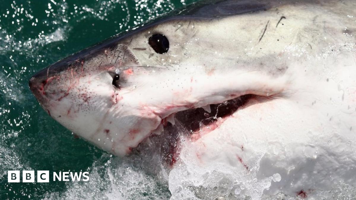 Donald Trump's 'hatred of sharks' benefits conservation charities - BBC ...