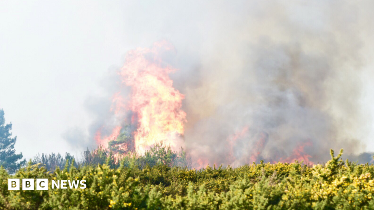 UK heatwave: Ashdown Forest's warning over wildfires during drought ...