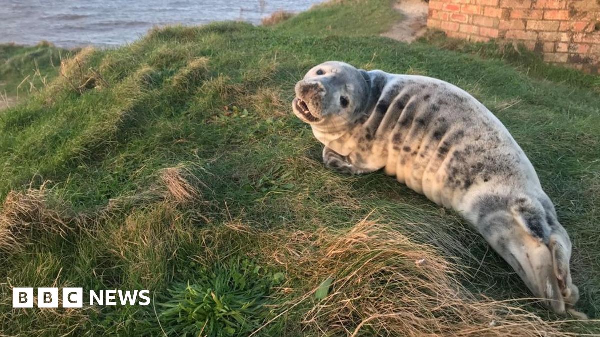 RSPCA: Most 'weird and wonderful' animal rescues of 2022 - BBC News