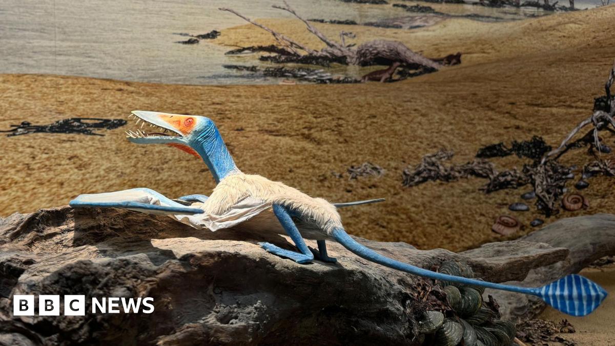 Pterosaur diets: Fossils show flying reptiles ate fish and squid - BBC News