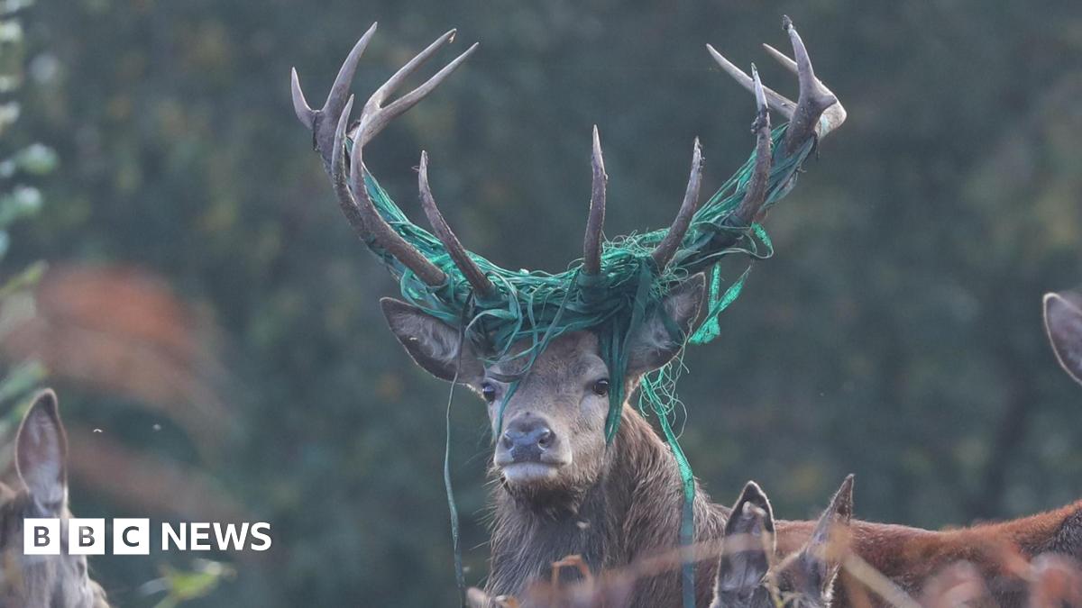 Stag photographed on Quantock Hills with wire around antlers - BBC News