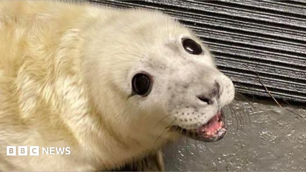 Appeal for fish to feed abandoned seal pup on Isle of Man beach - BBC News