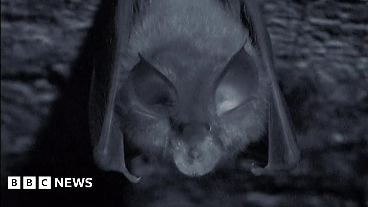 Cornwall church helped to reopen after bat dropping problem - BBC News