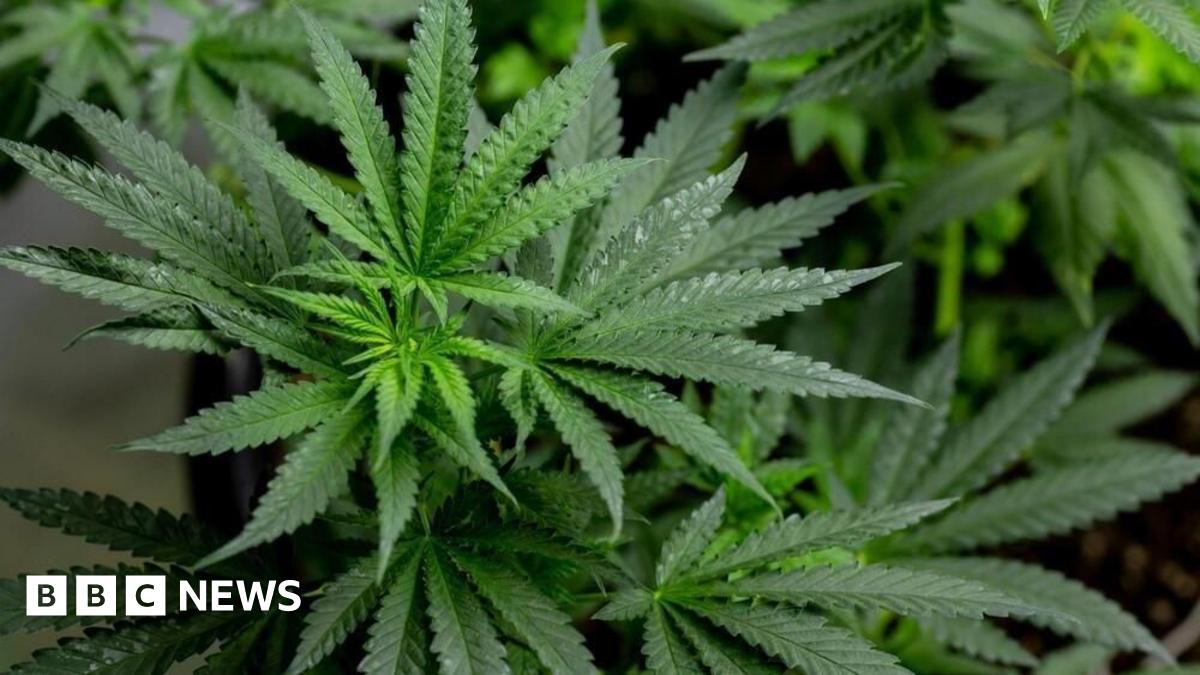 Man charged after police raid £1m cannabis farm in Shotts - BBC News