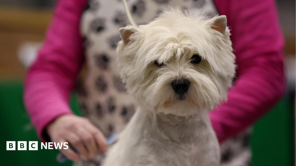 Last preparations as Crufts 2024 enters final day - BBC News