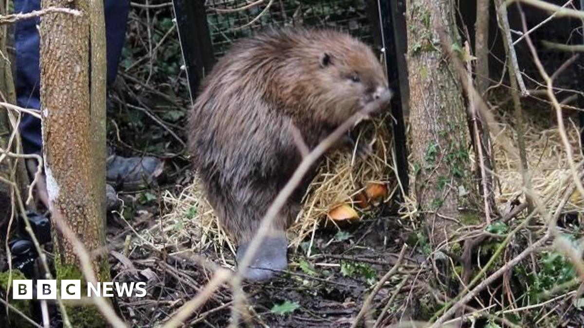 Beavers return to Shrewsbury after 400 years - BBC News