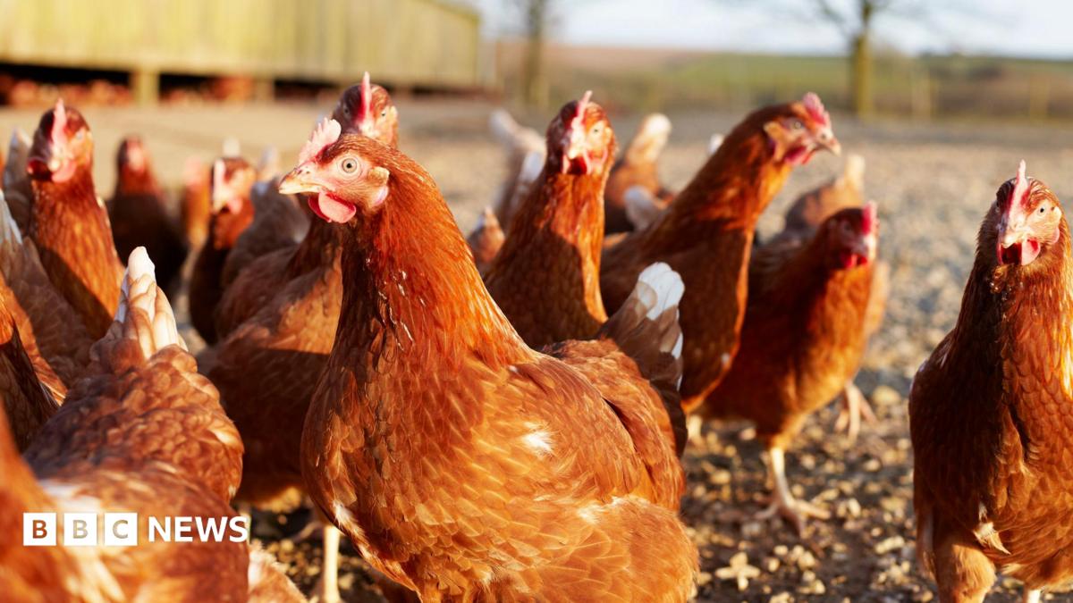 Bird flu: Prevention zone introduced to prevent spread - BBC News