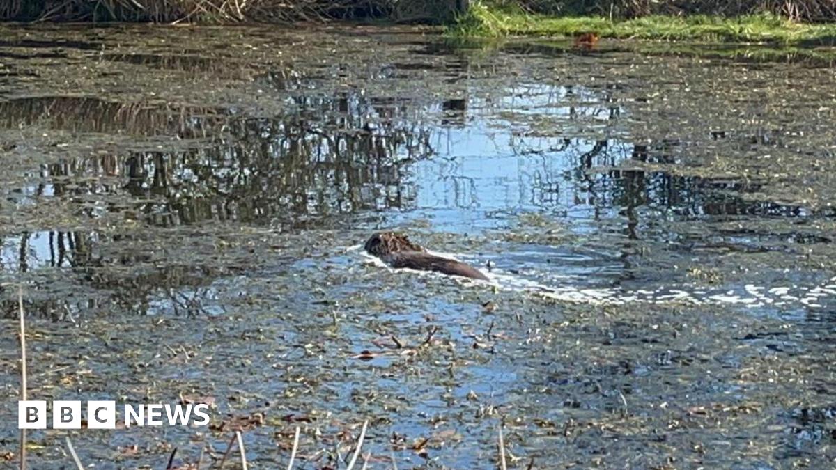 Beavers back return to River Clun for first time in 400 years - BBC News