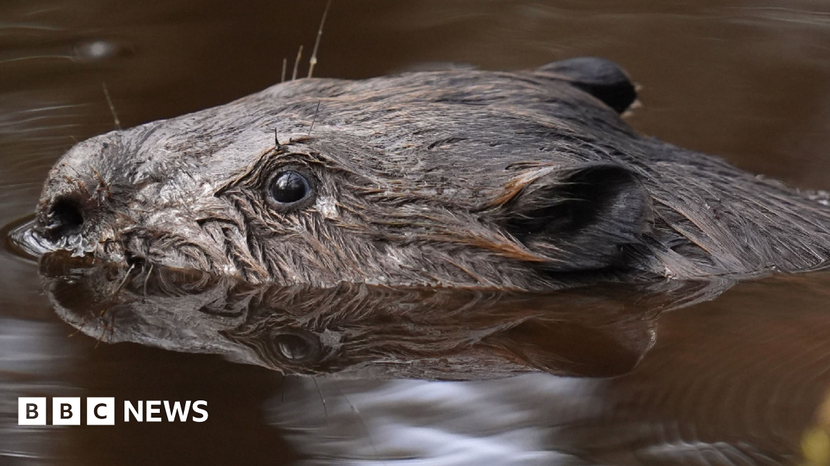 Beavers set to become protected species in Wales under legislation ...