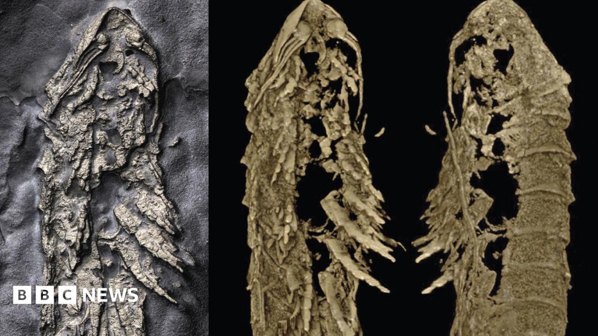 Spider relative fossil discovered preserved in 3D in fool's gold - BBC News