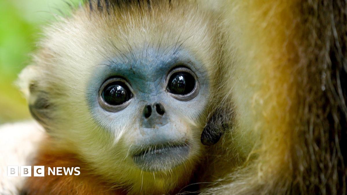 The battle to Save China's snub nosed monkey - BBC News