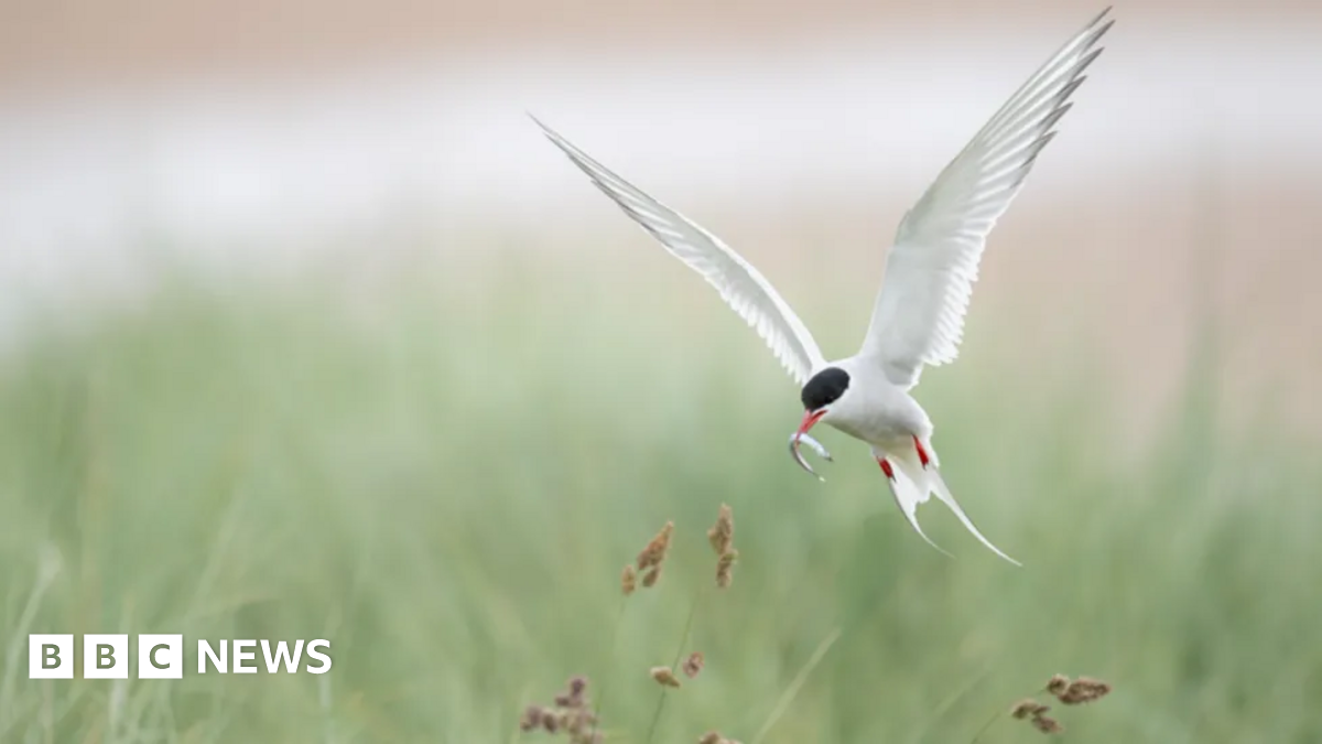 No confirmed bird flu cases in Long Nanny Arctic terns this year - BBC News