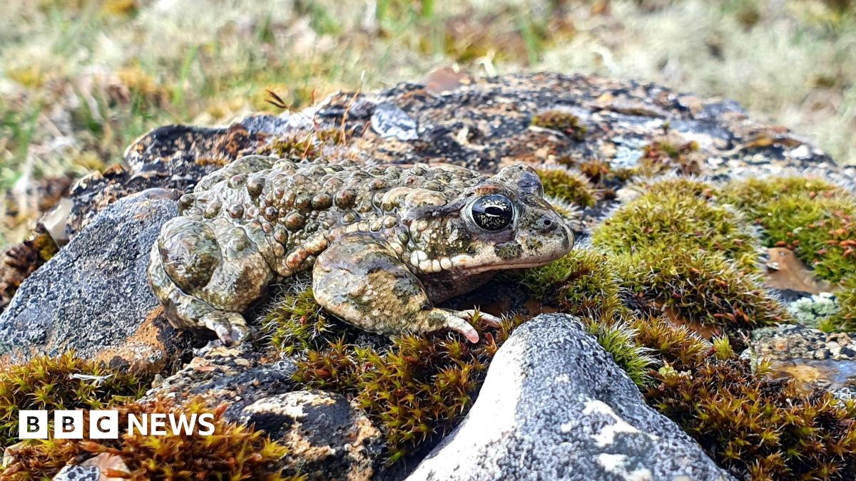 Natterjack toad makes 'wonderful' comeback at national park - BBC News