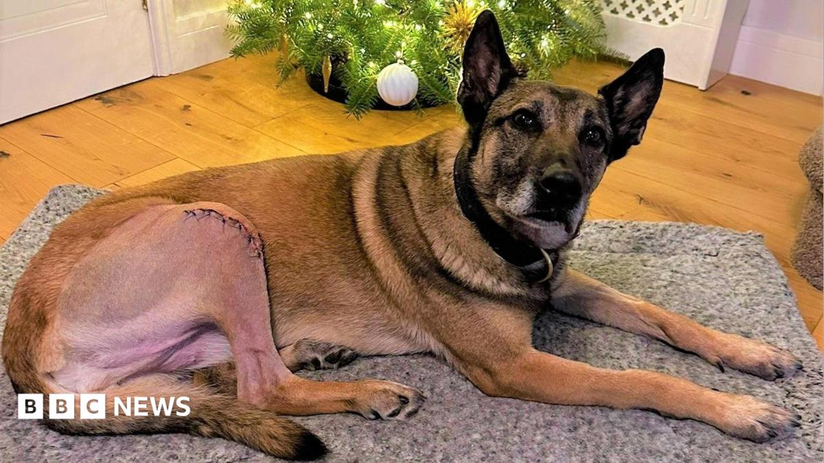 Barnsley: Ex-police dog home for Christmas thanks to charity - BBC News