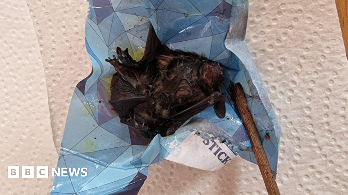 East Bridgford: Bat rescued after getting stuck in flypaper - BBC News