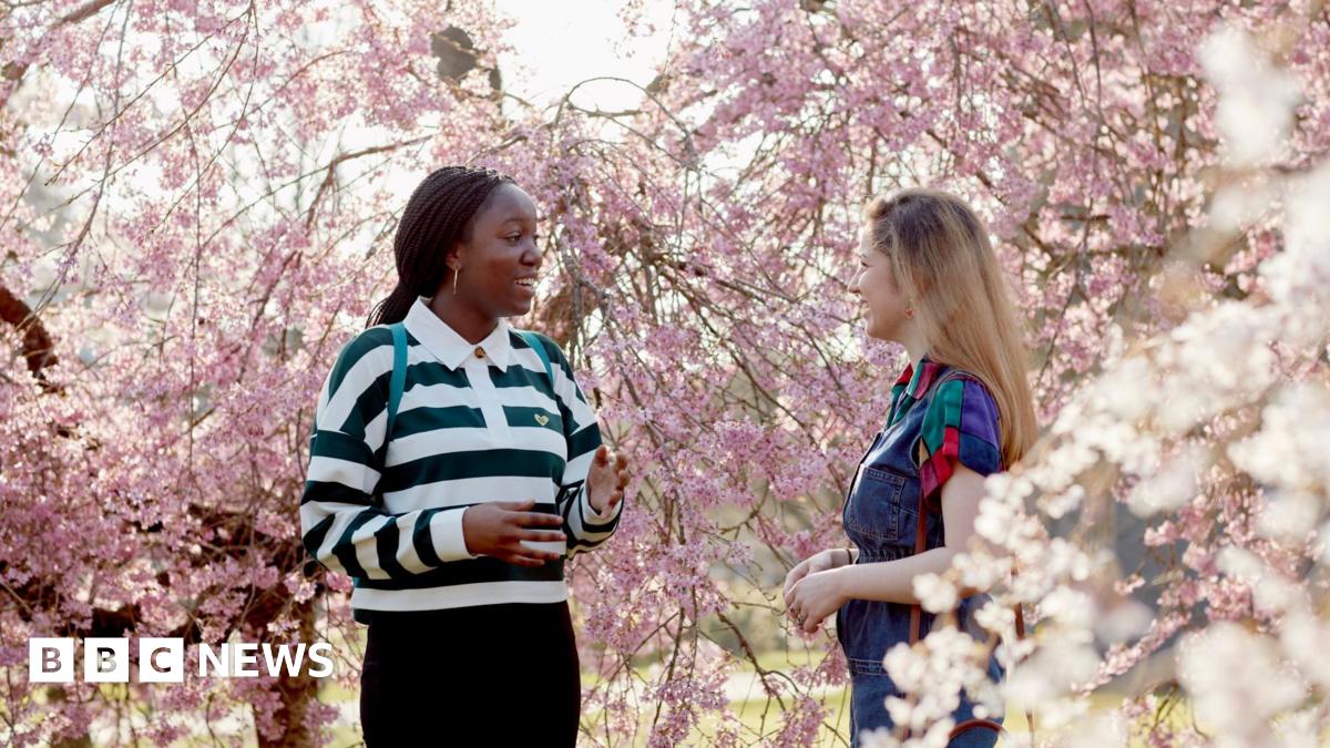 Keele University set for spring with 300th cherry tree - BBC News