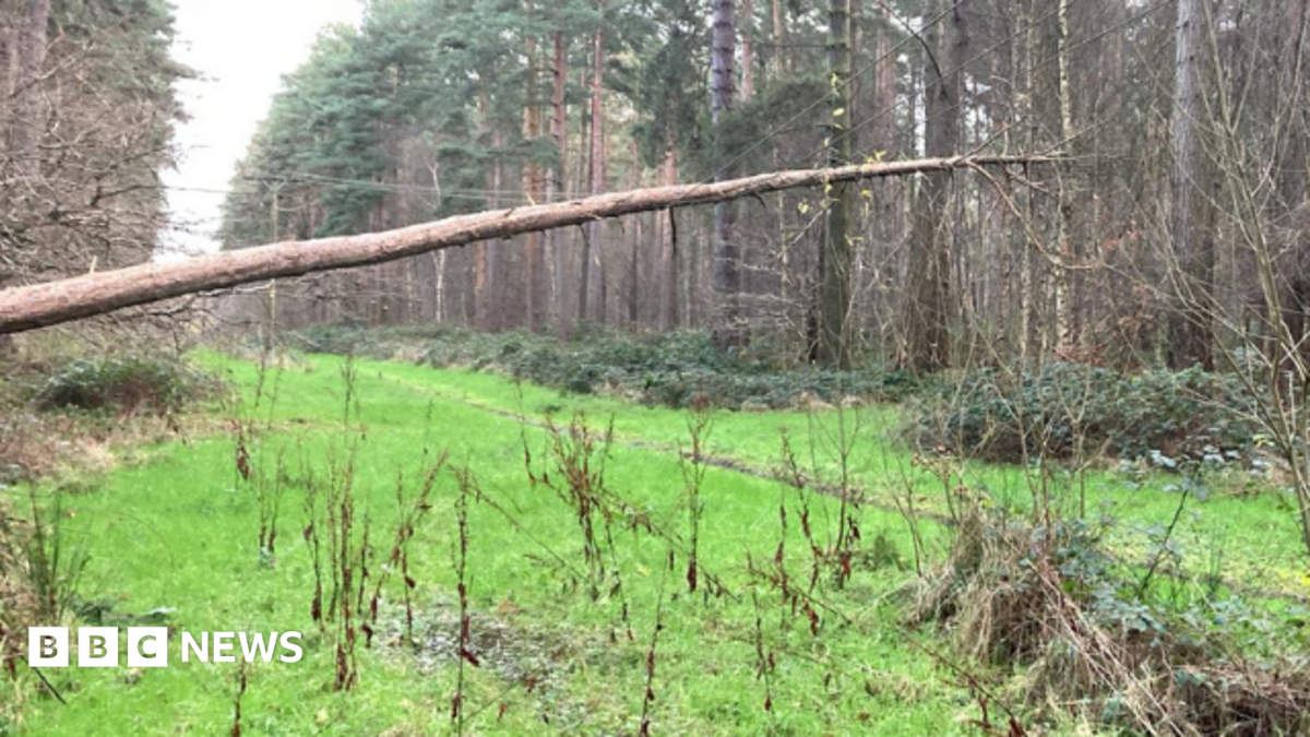 Storm Pia: Thousands of homes hit by power cuts - BBC News