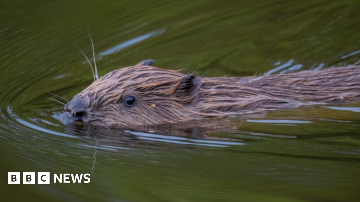 Six beaver families to be released near River Beauly in the Highlands ...