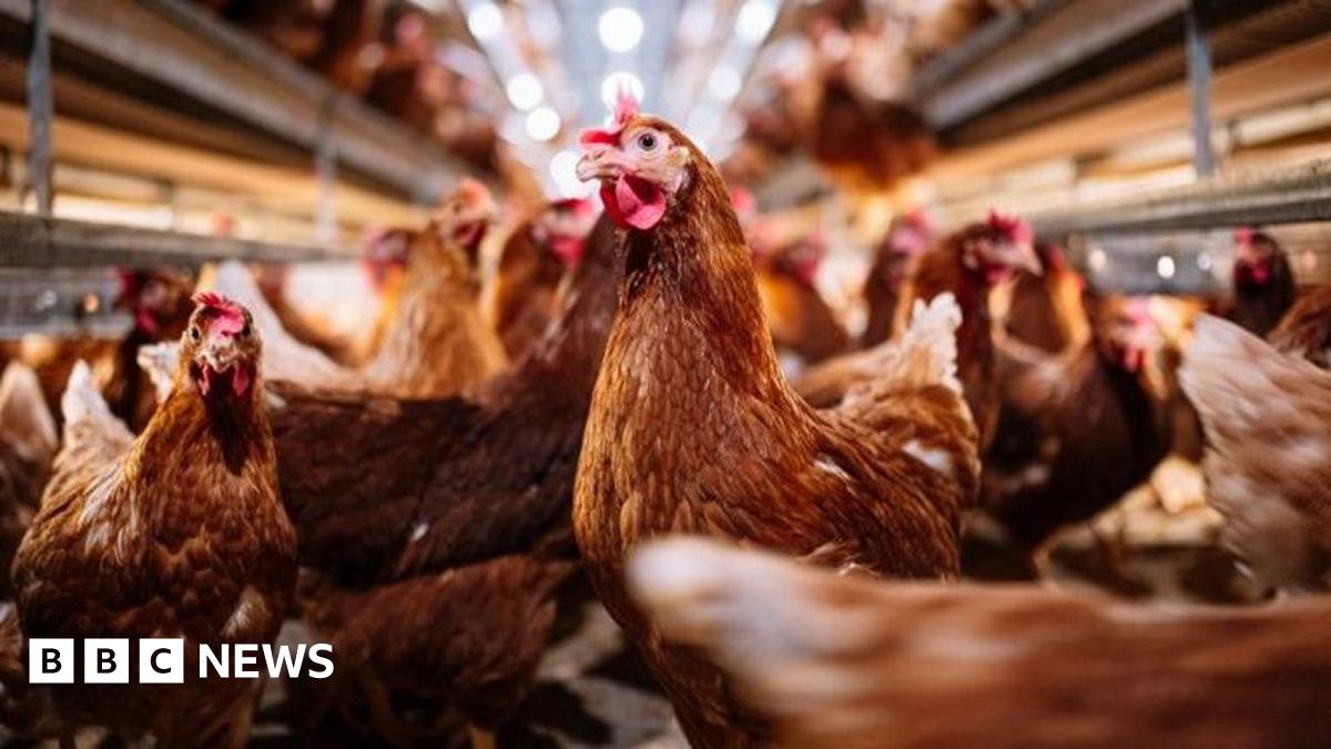 Felton Butler chicken farm approved after long-running dispute - BBC News
