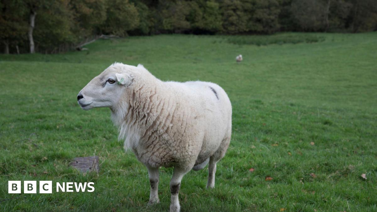 Appeal as 11 sheep stolen from Hutton Mulgrave farm - BBC News