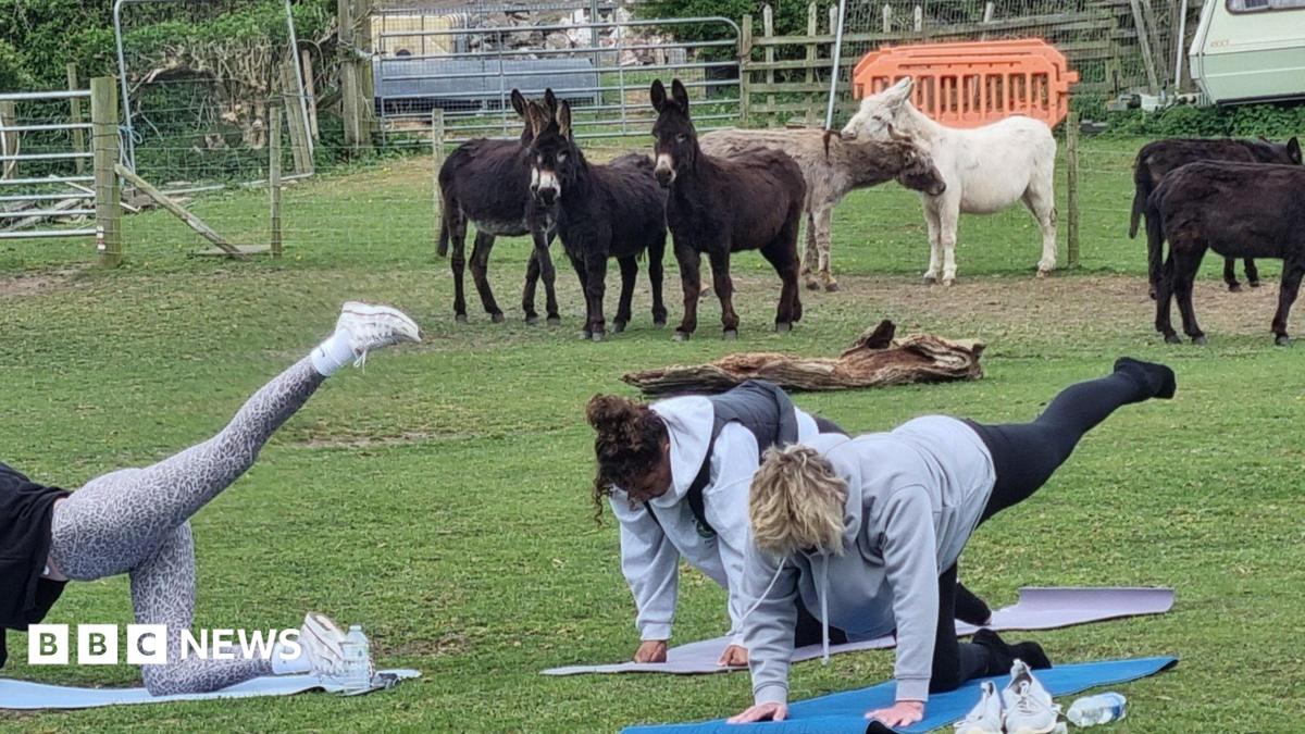 County Durham yoga donkeys 'do not know what to make of it all' - BBC News